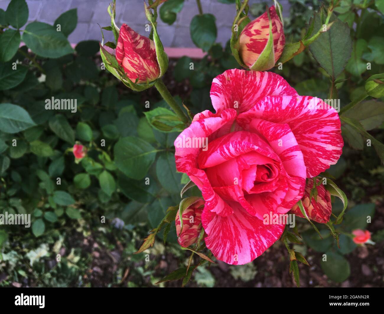 Beautiful flowers pink roses on the sun Stock Photo - Alamy