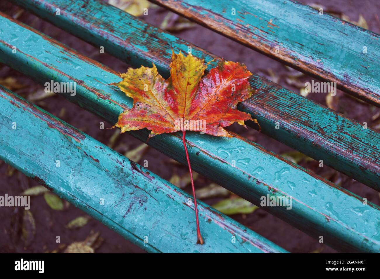 Maple leaf on a park bench Stock Photo - Alamy