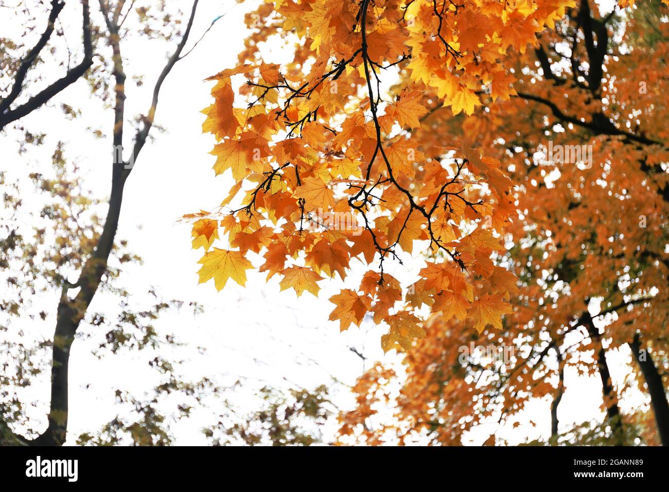 Trees with yellow leaves against the sky Stock Photo - Alamy