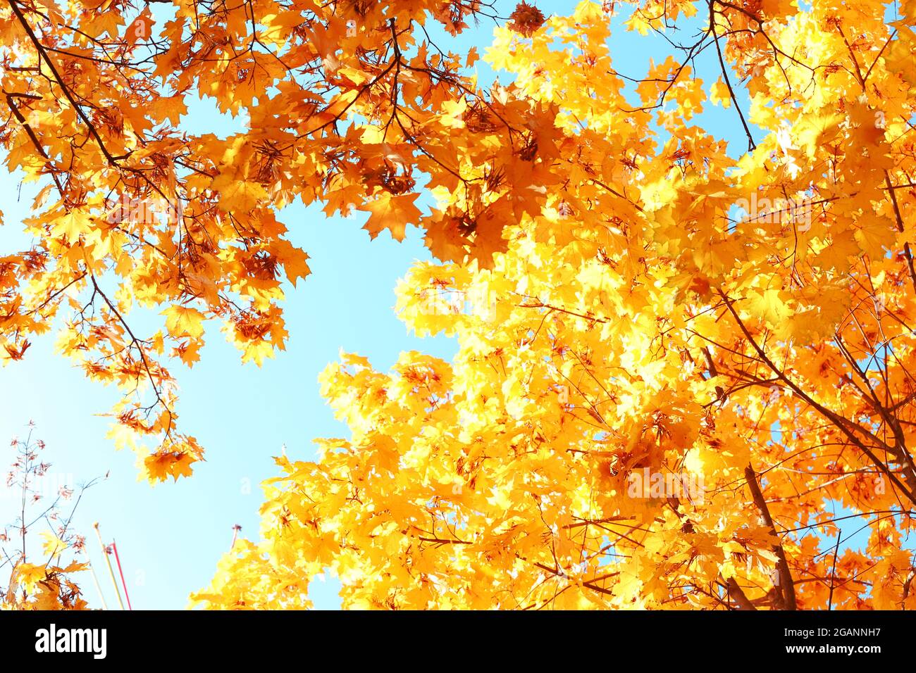 Tops of golden autumn trees on sky background, close up Stock Photo - Alamy