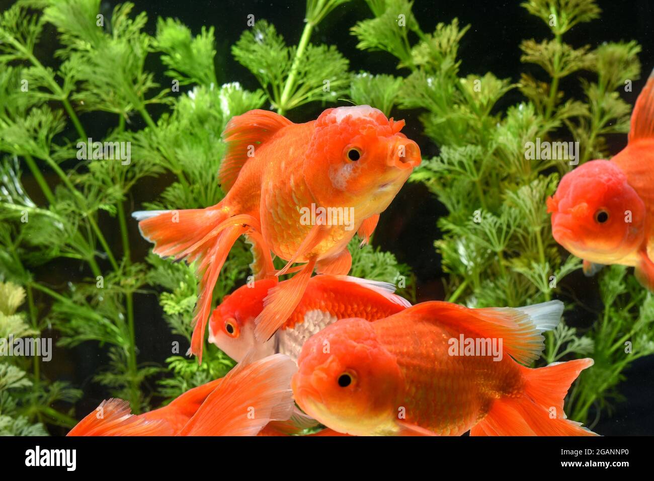 Goldfish in aquarium with green plants Stock Photo - Alamy
