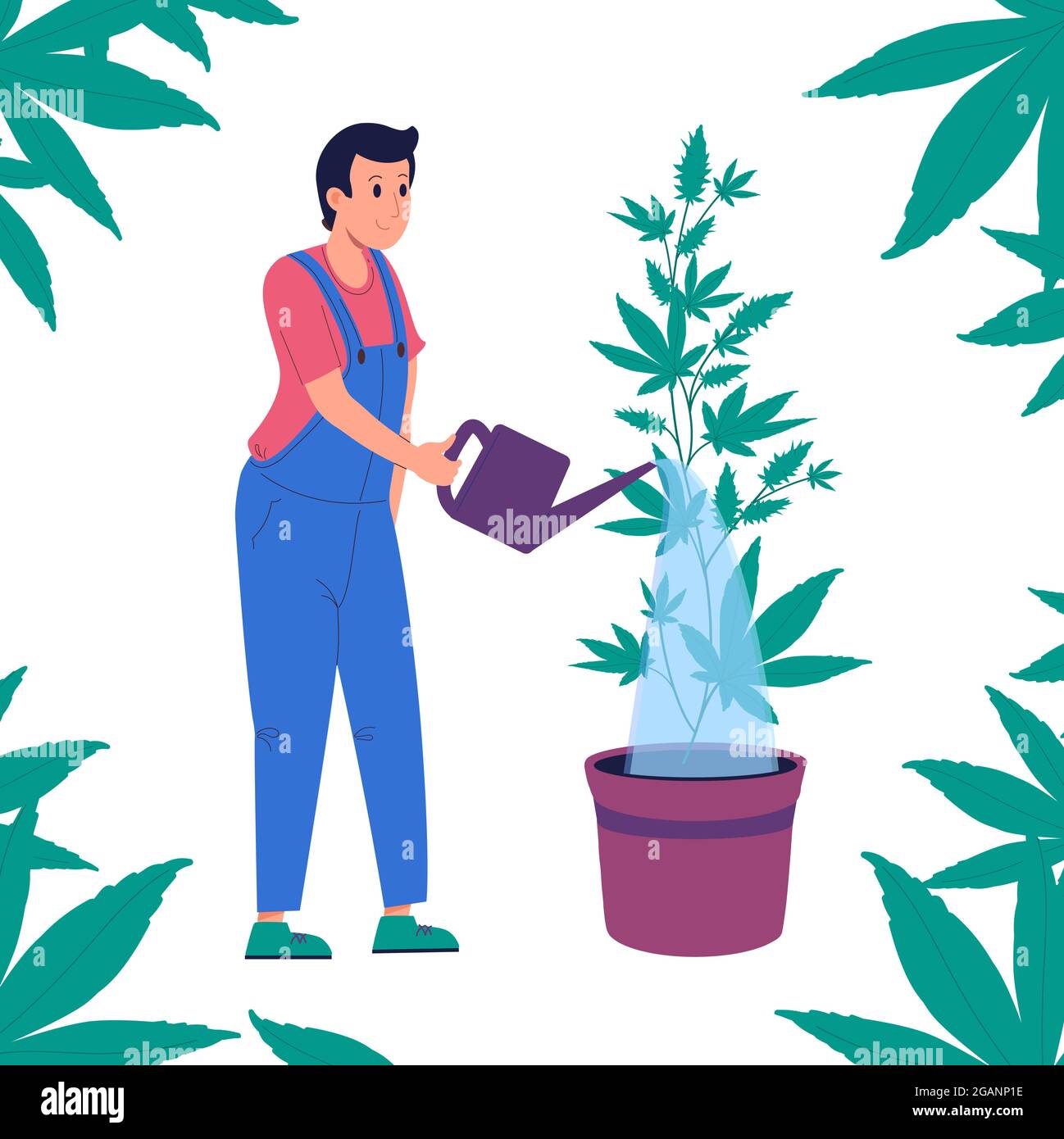 Man watering hemp from a watering can.Growing marijuana indoor. Indica ...