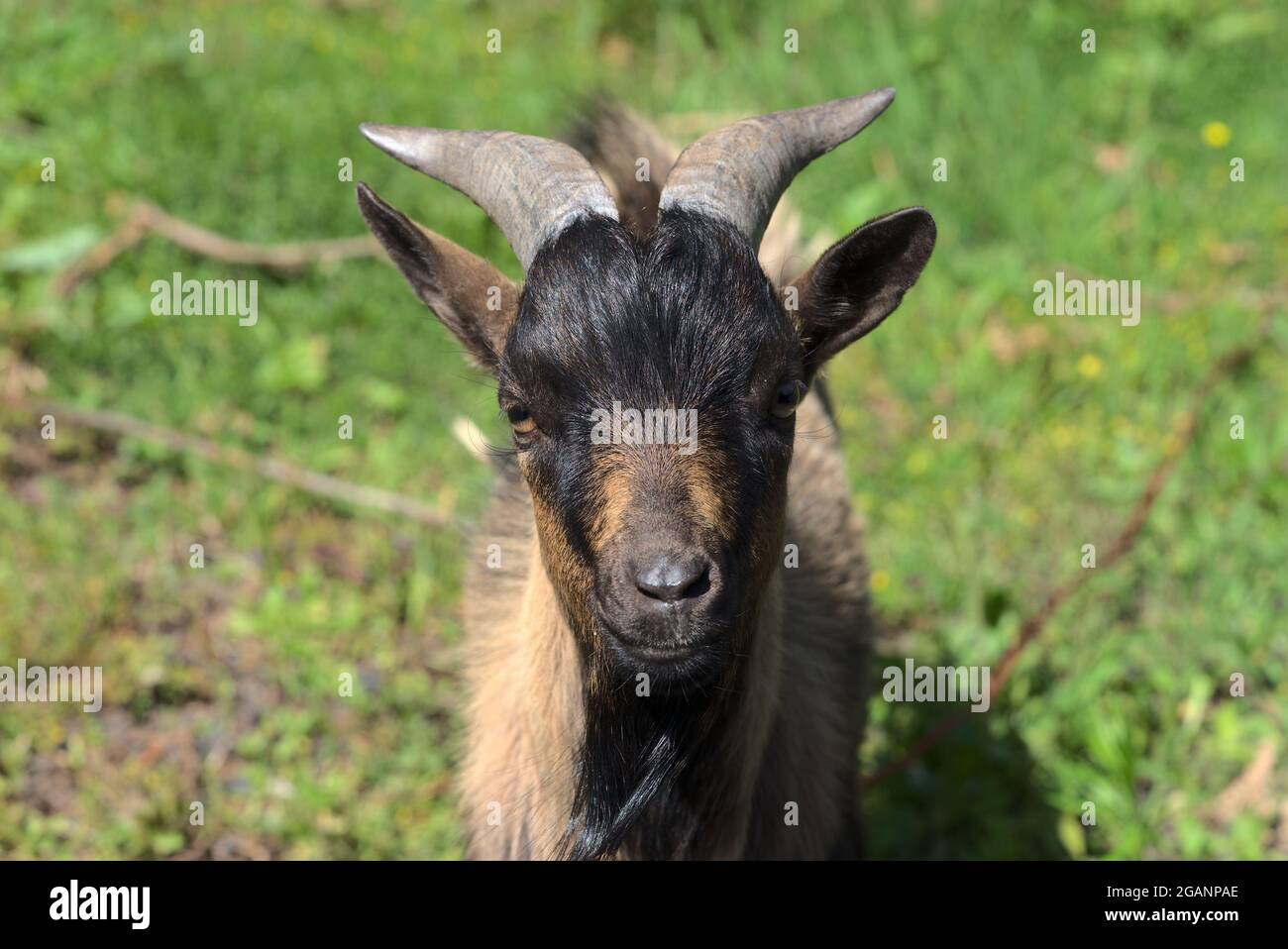 head of a young brown goat Stock Photo - Alamy