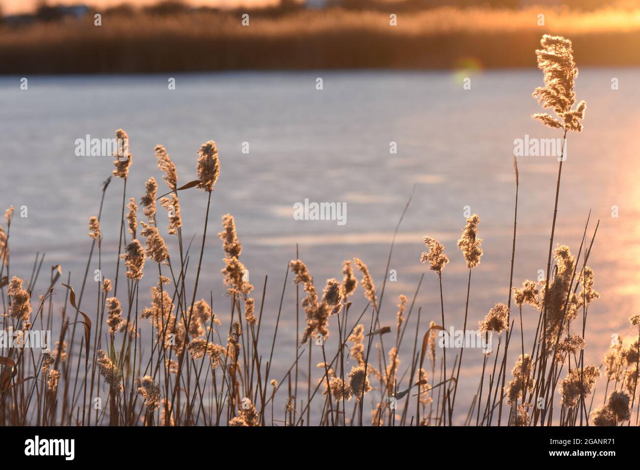 Closeup shot of sun rays falling on growing reed grass near a frozen ...