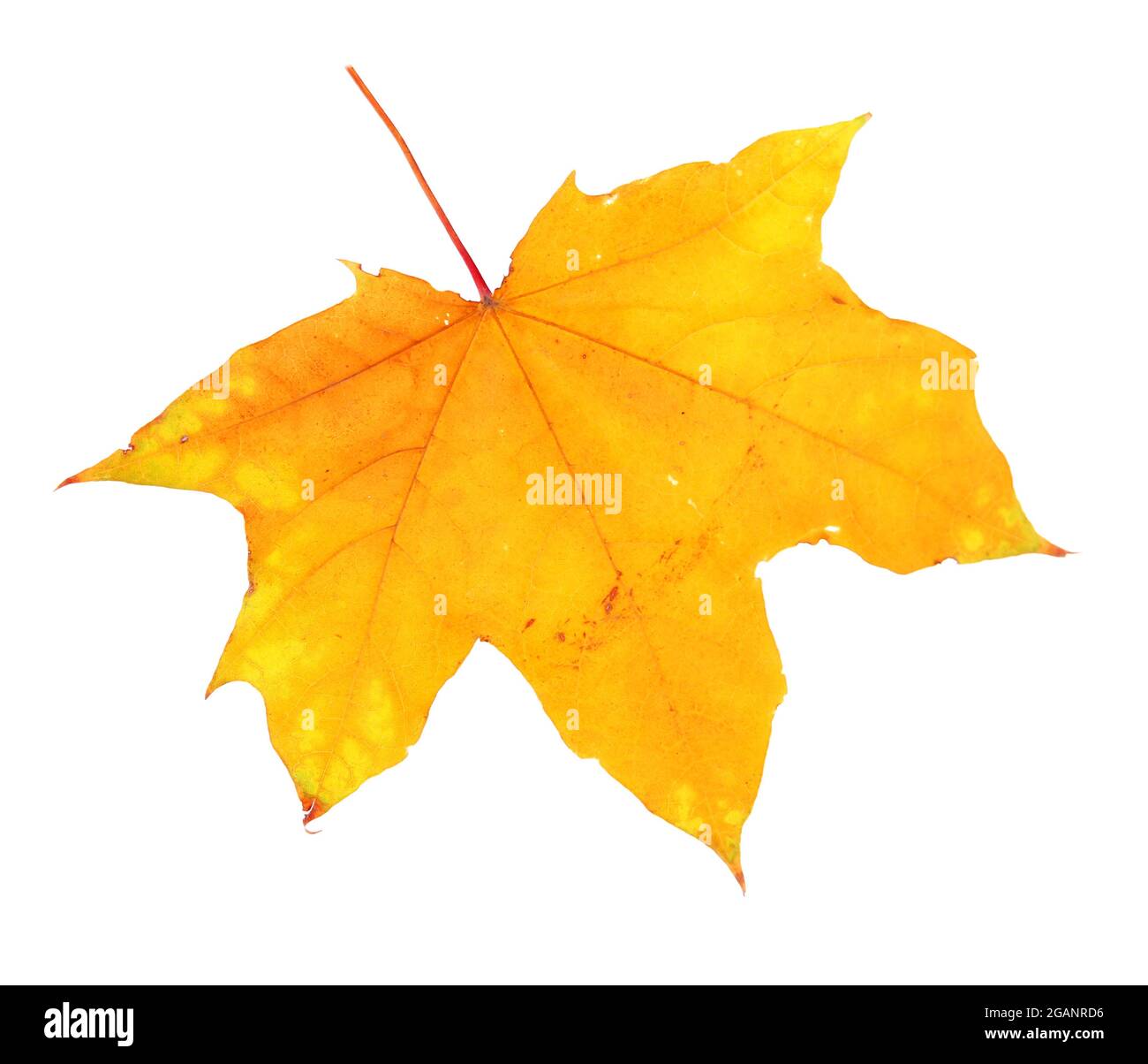 Autumn maple leaf, isolated on white Stock Photo - Alamy