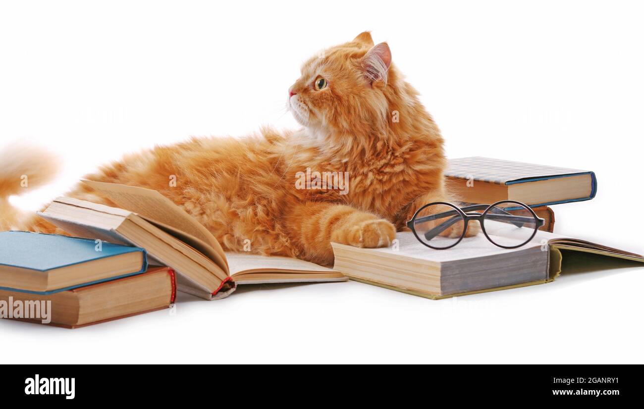 Red cat and books isolated on white Stock Photo - Alamy