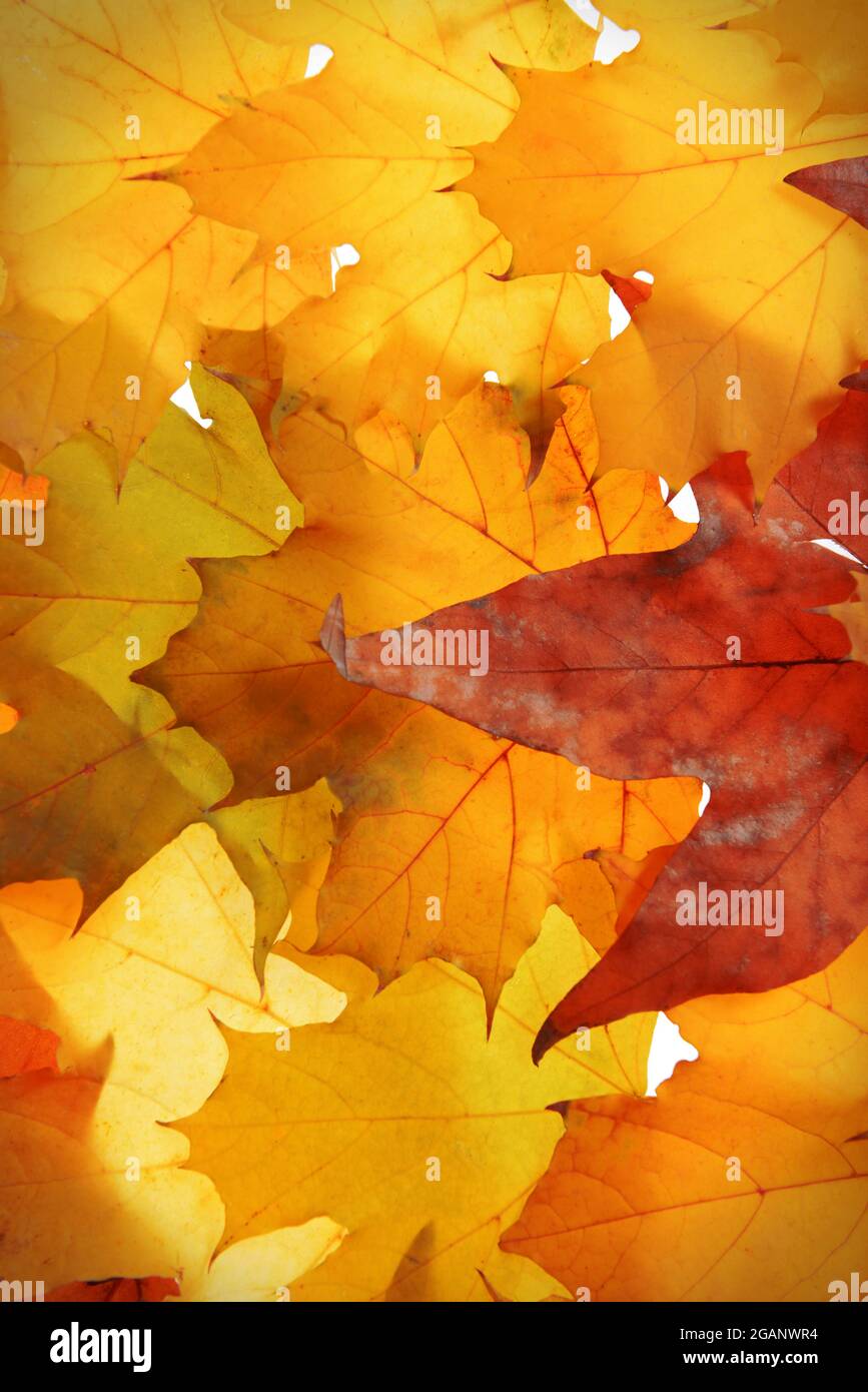 Autumn leaves, close-up Stock Photo - Alamy
