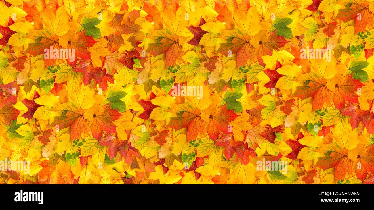 Maple leaves background. Fall banner. Autumn red yellow green leaf ...