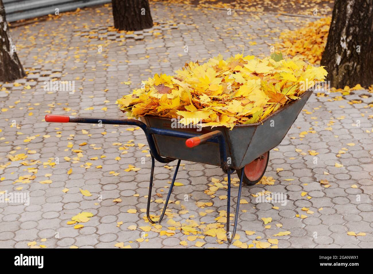 The wheelbarrow full of a maple leaves outside Stock Photo - Alamy