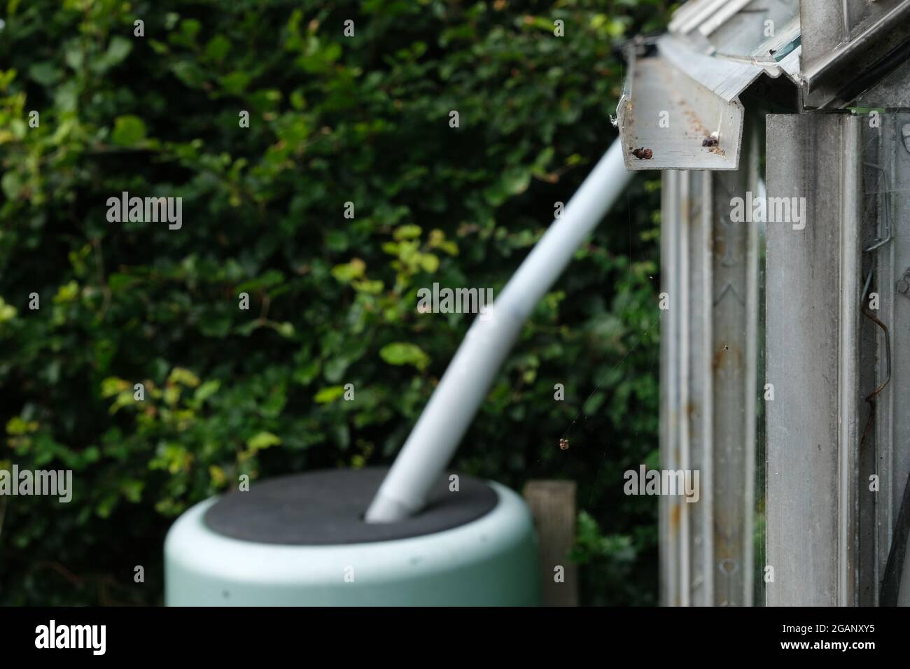 Guttering pipe trapping and diverting water into a water butt in a ...