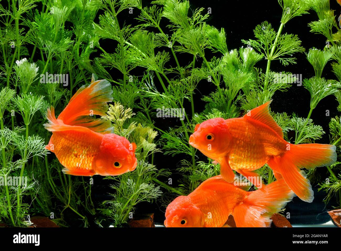 Snakehead Fish Eating Goldfish