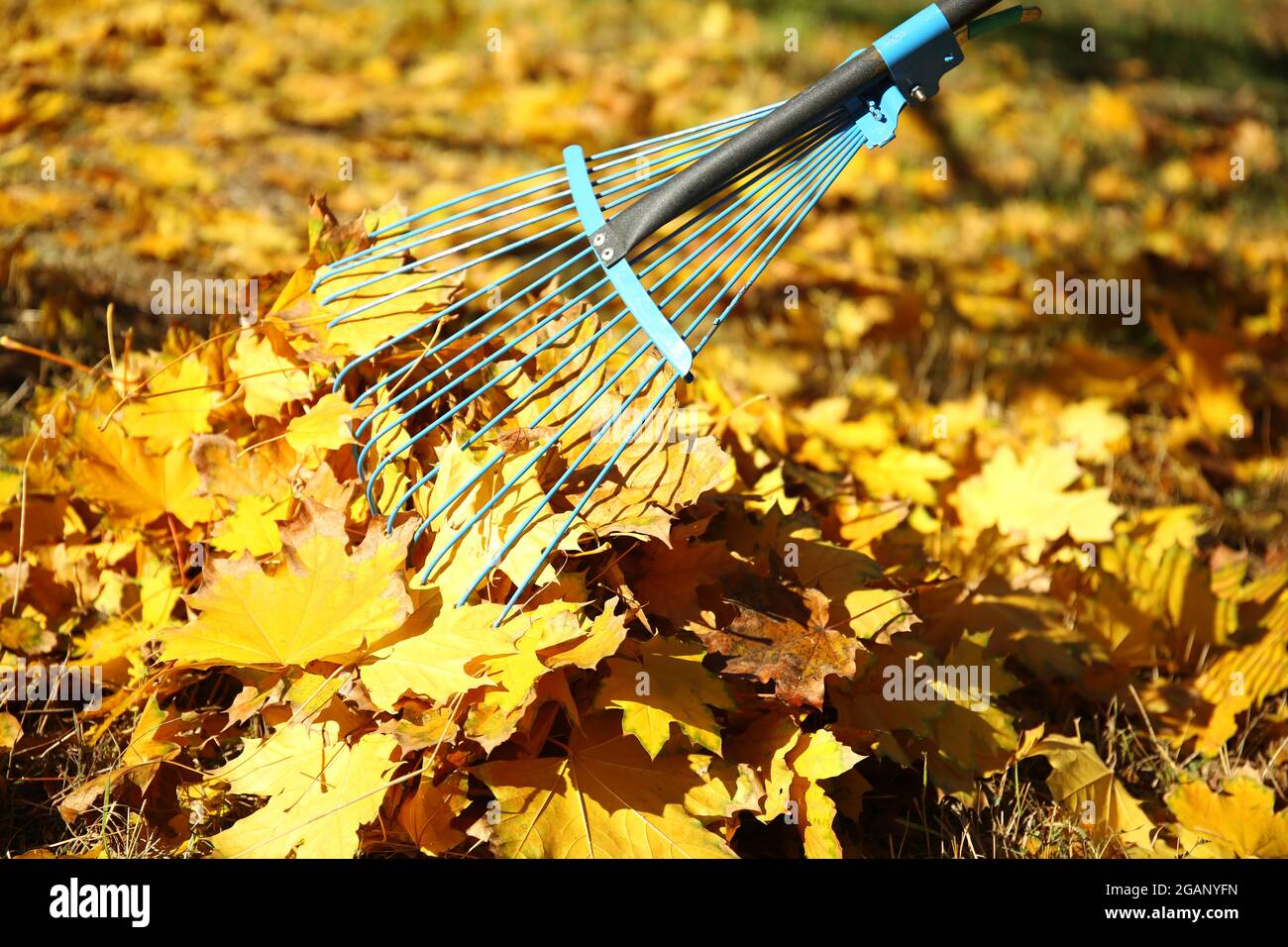 Raking fall leaves with rake Stock Photo - Alamy