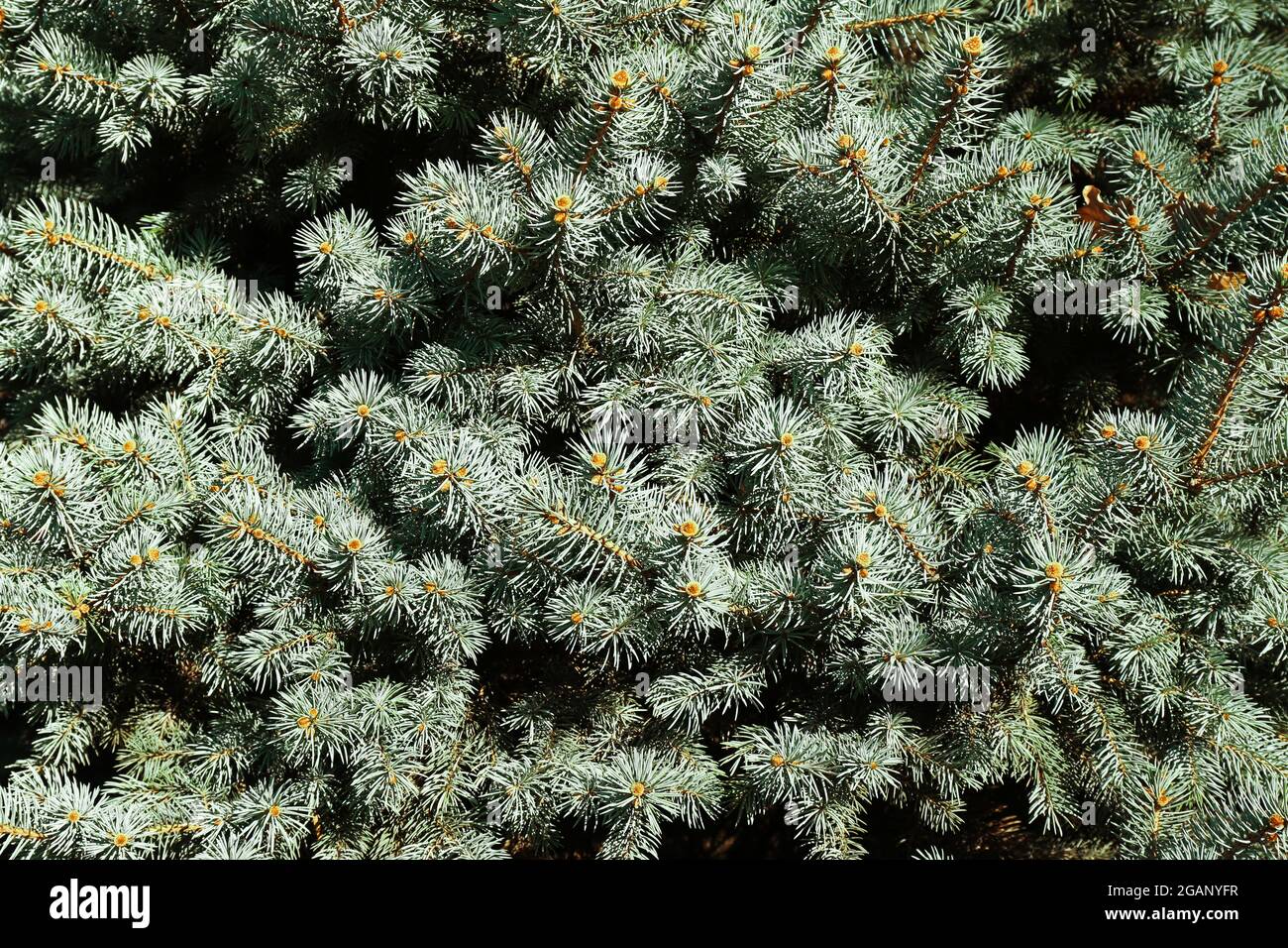 Pine tree background Stock Photo - Alamy