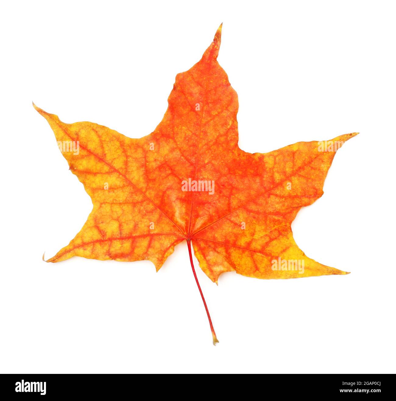 Autumn maple leaf isolated on white background Stock Photo - Alamy