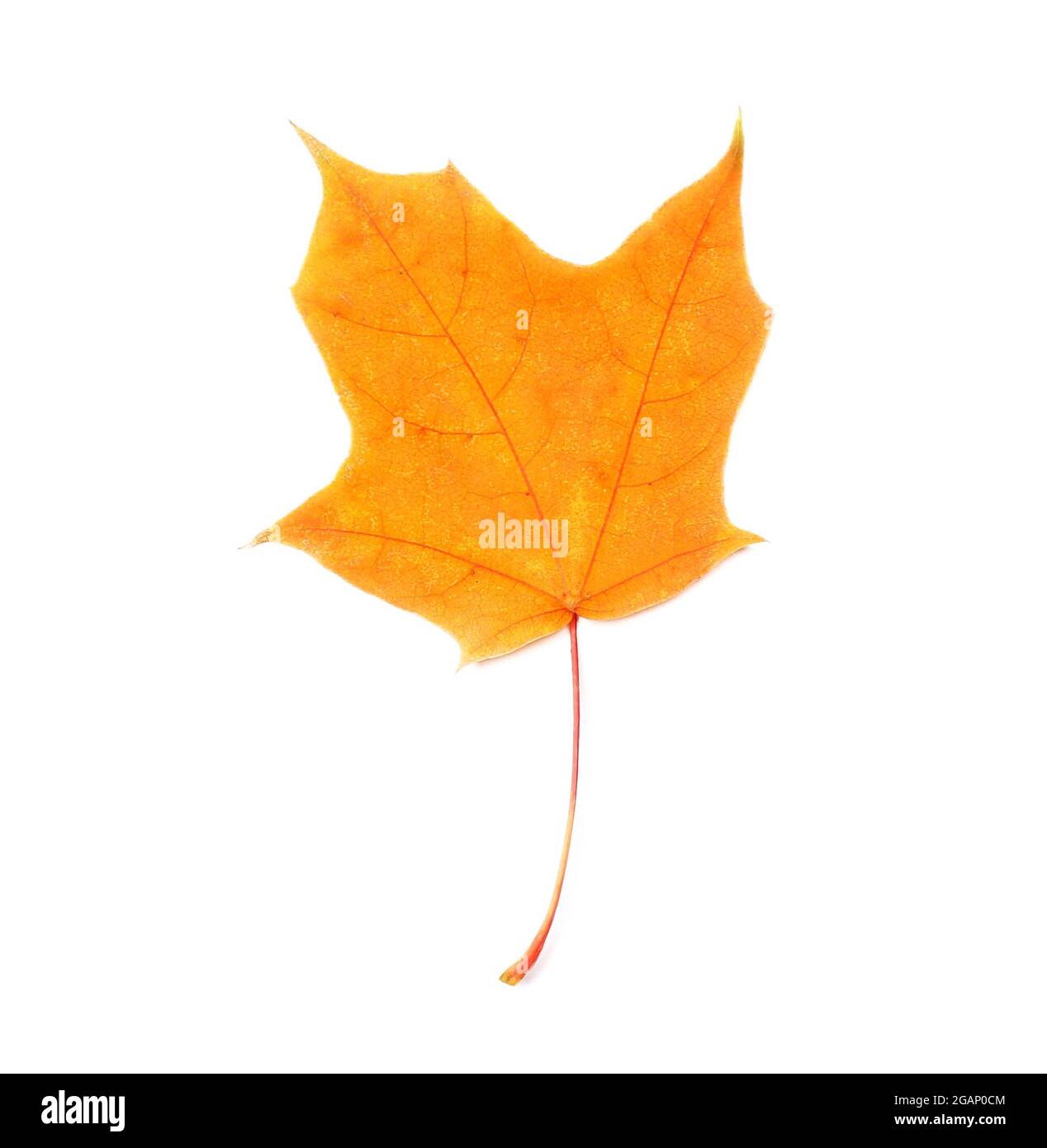 Autumn maple leaf isolated on white background Stock Photo - Alamy