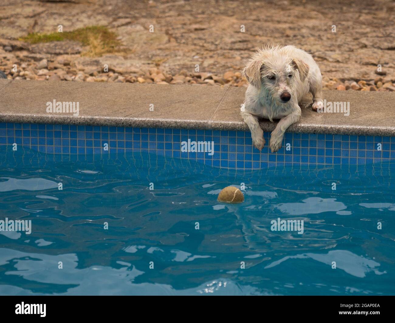 Swimmer dog hi-res stock photography and images - Alamy