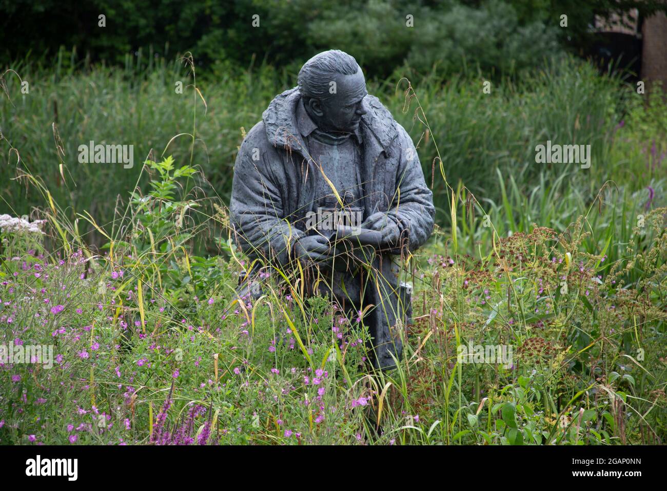 Statue of Sir Peter Scott founder of the London Wetland Centre, by ...