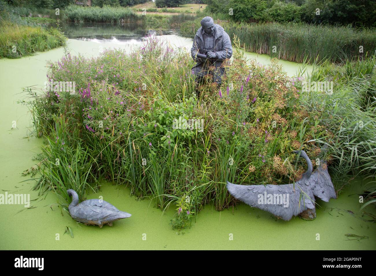 Statue of Sir Peter Scott founder of the London Wetland Centre, by ...