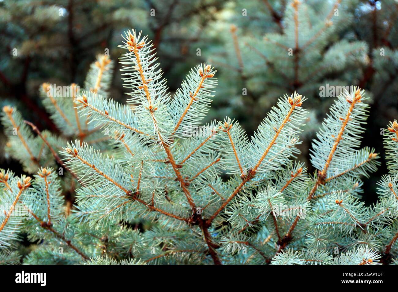 Pine tree background Stock Photo - Alamy