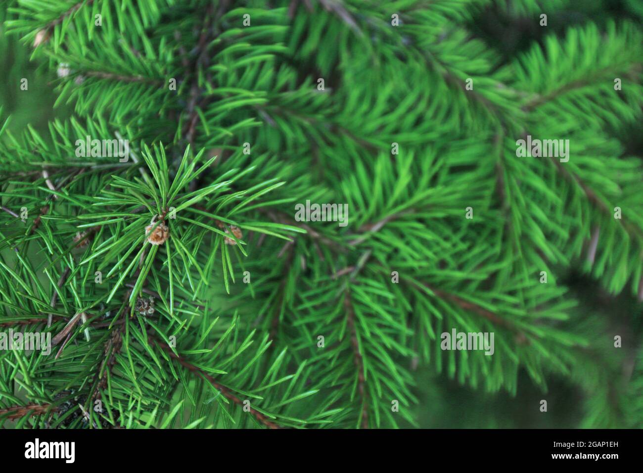 Pine tree background Stock Photo - Alamy