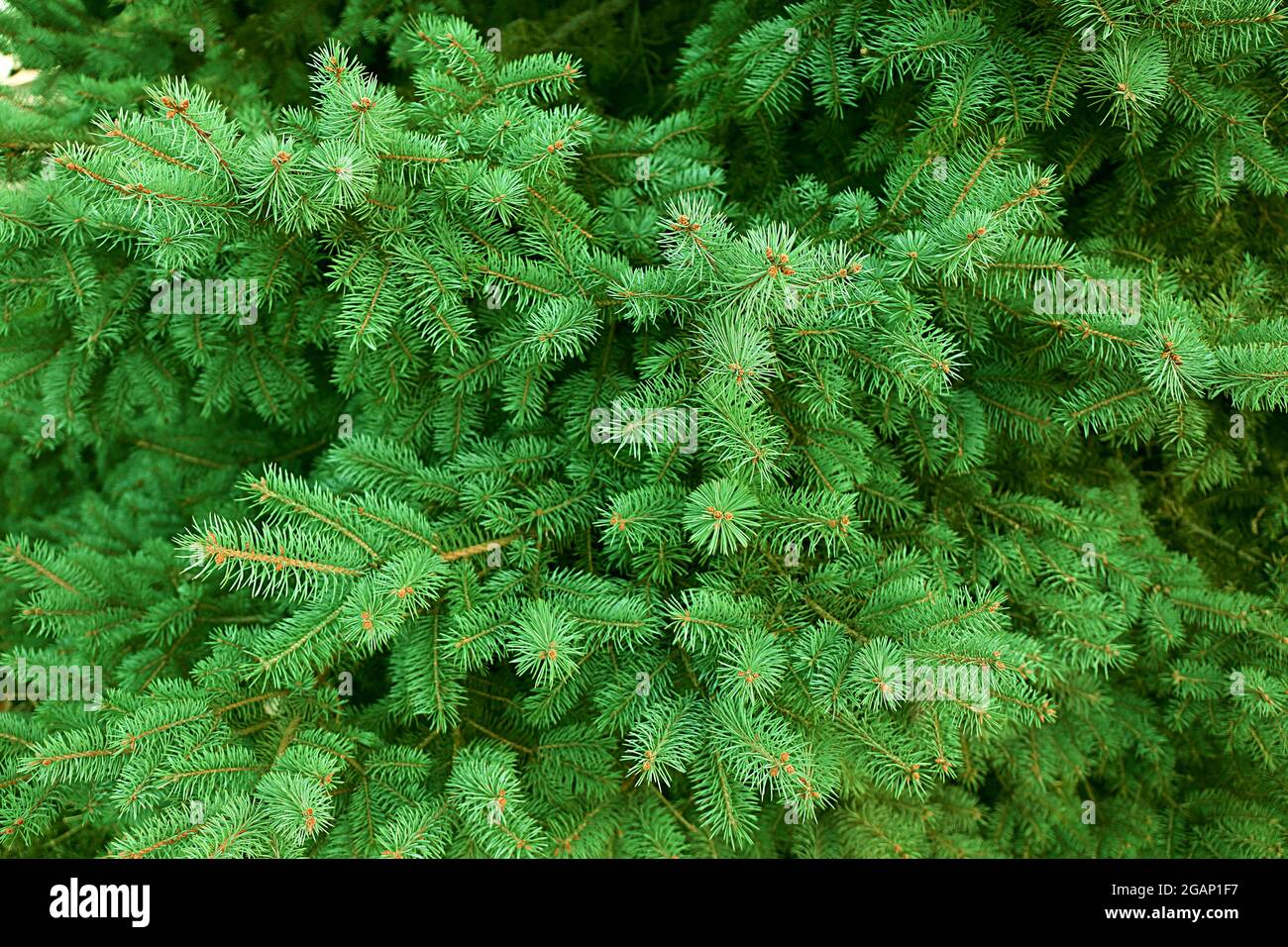 Pine tree background Stock Photo - Alamy