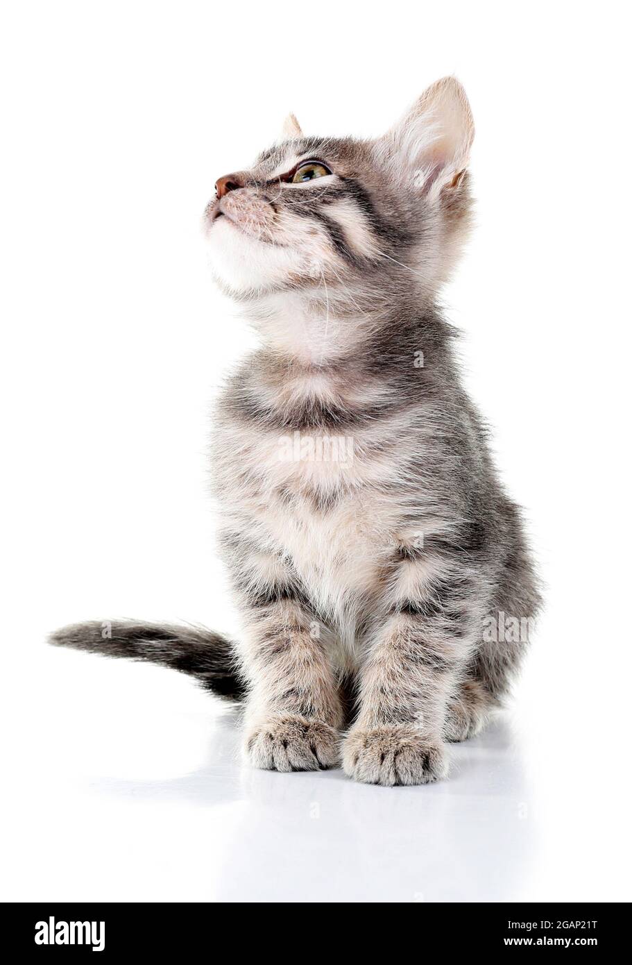 Cute little grey kitten, isolated on white Stock Photo - Alamy