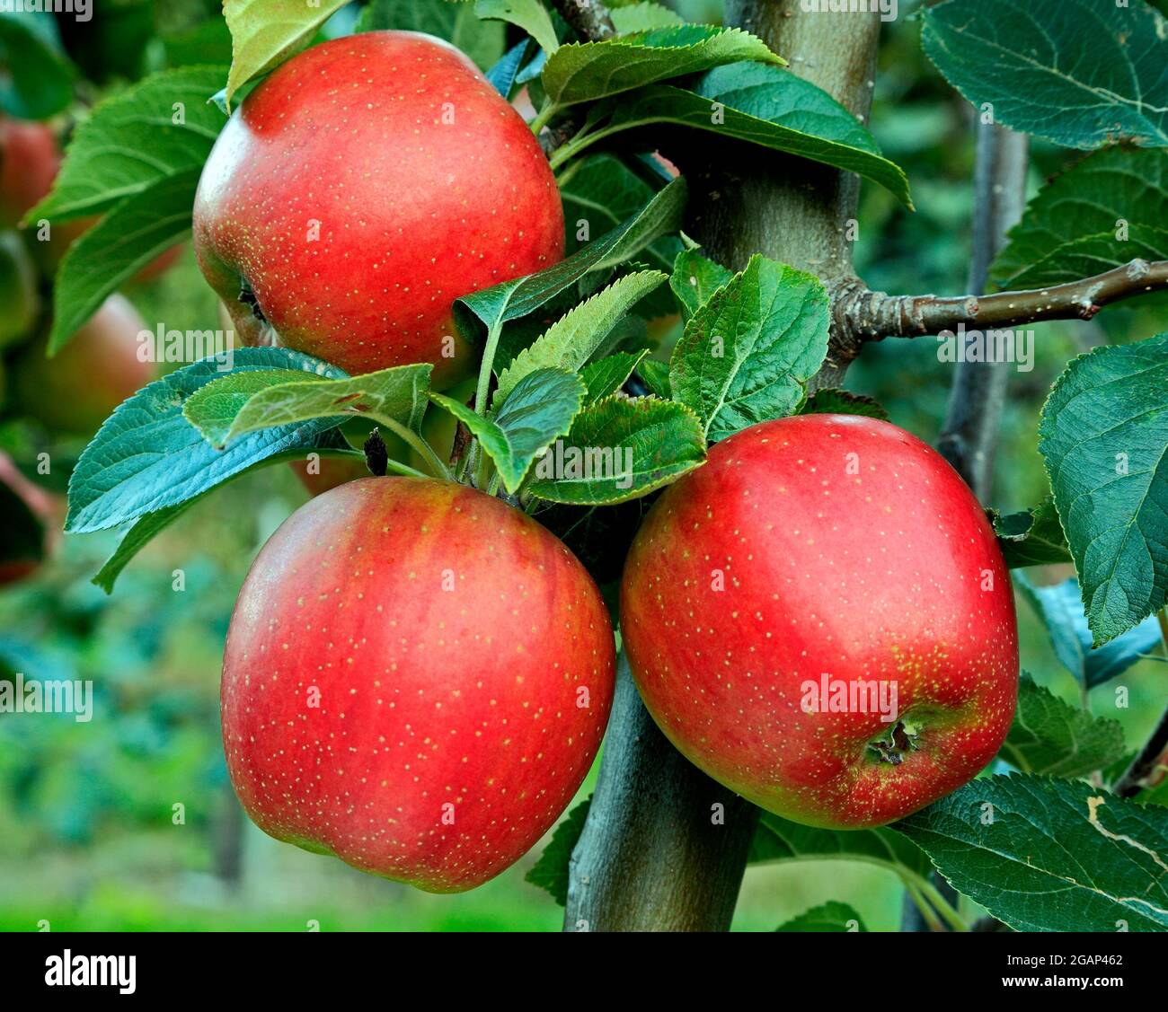 Apple 'Baxter's Pearmain', malus domestica, apples, growing on tree ...