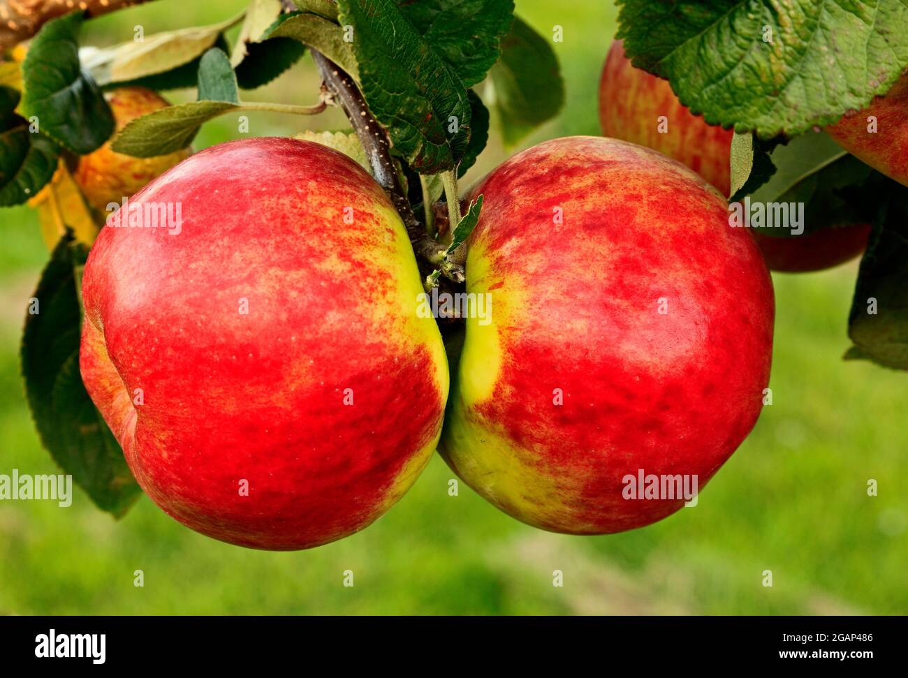 Apple 'Bushey Grove', malus domestica, growing on tree, variety Stock ...
