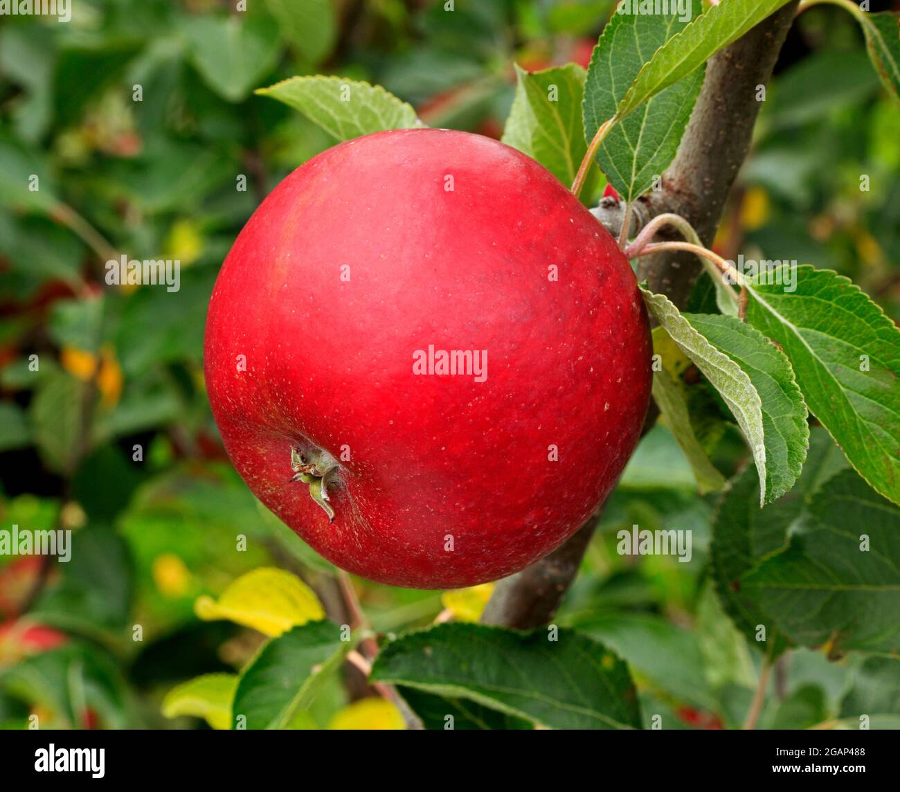 Apple 'Cox's Orange Pippin', growing on tree, malus domestica, apples ...