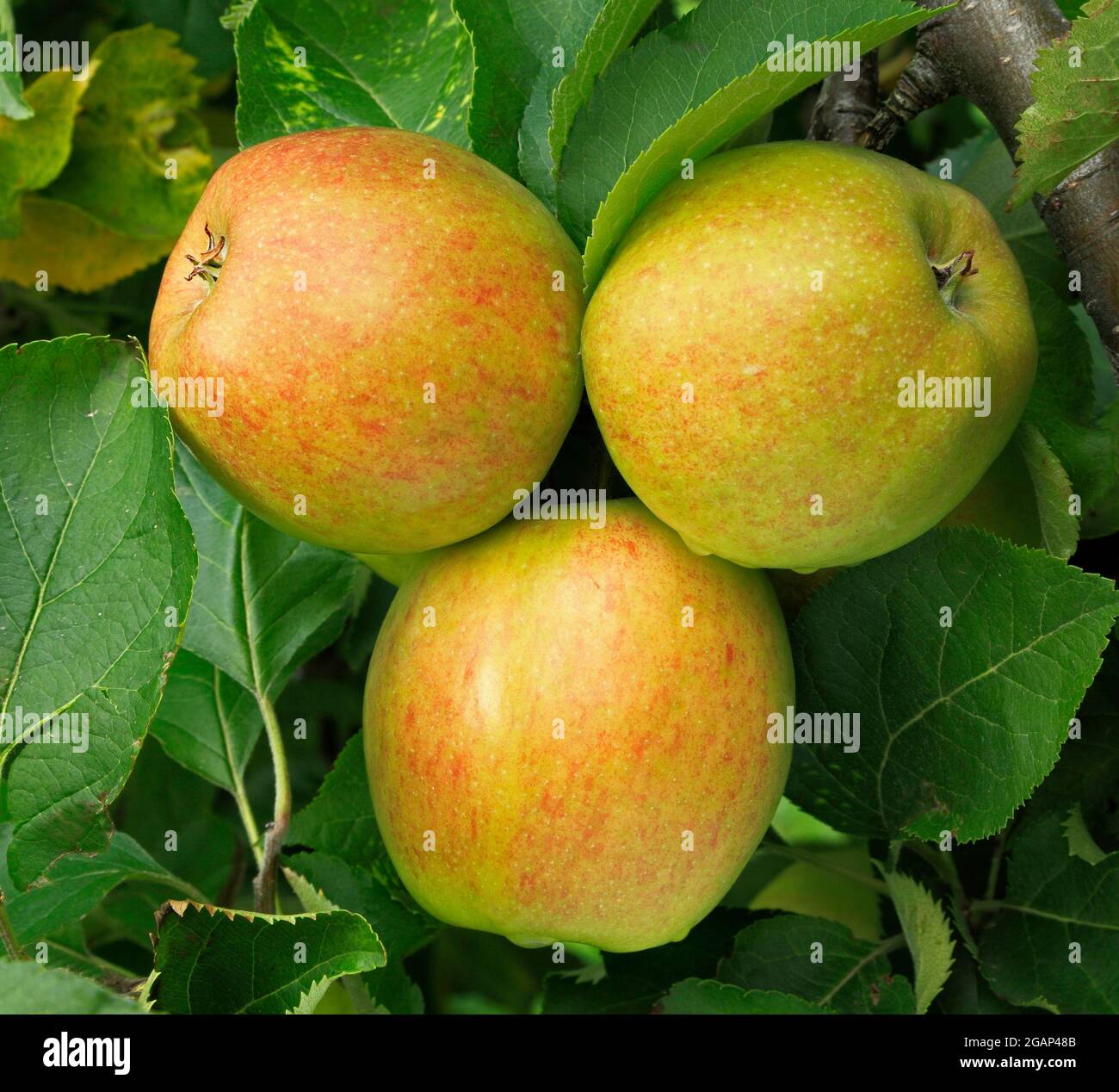 Crown tree hi-res stock photography and images - Alamy