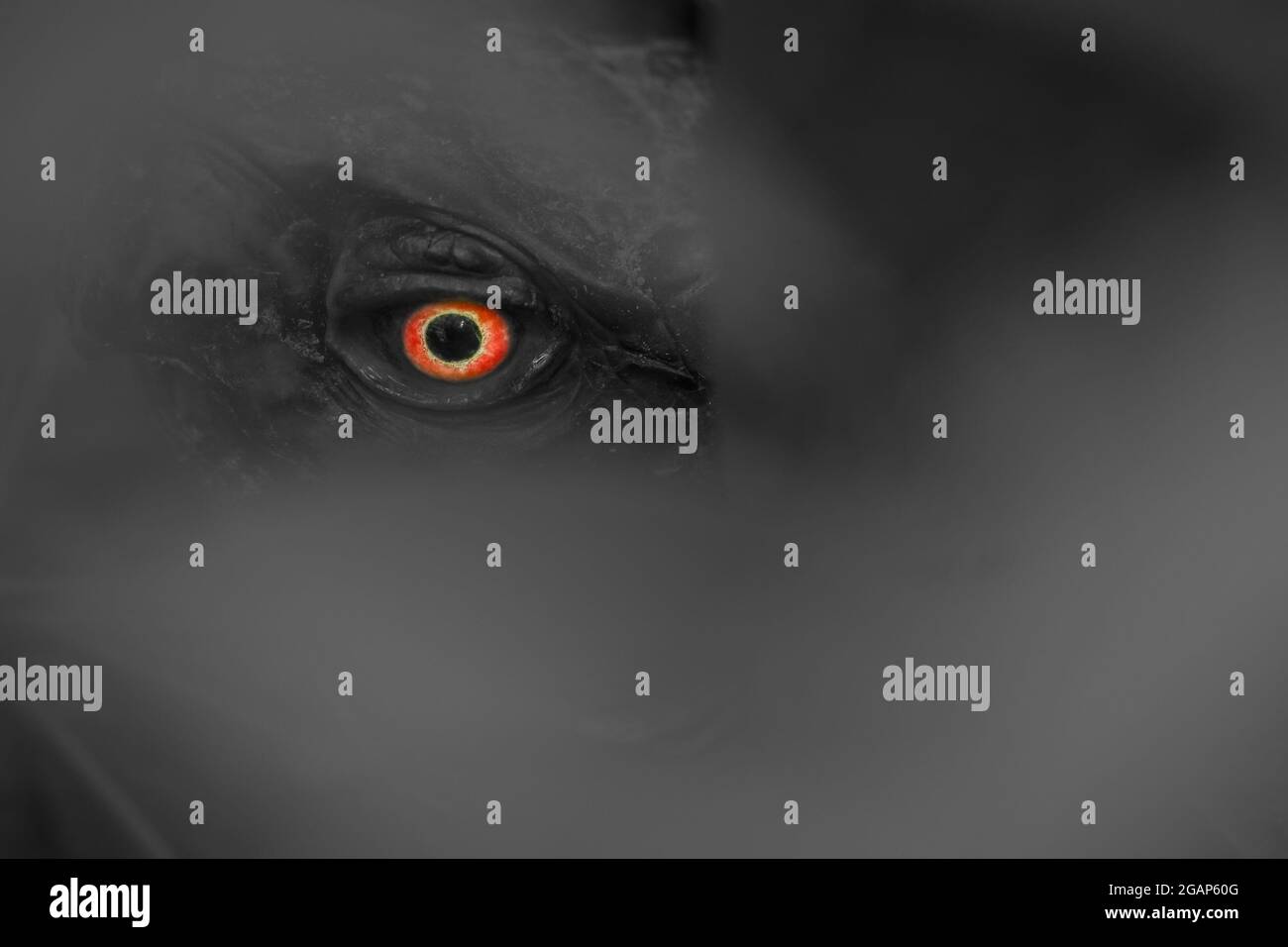 The bright red eye of a male Eastern Box Turtle (Terrapene carolina ...