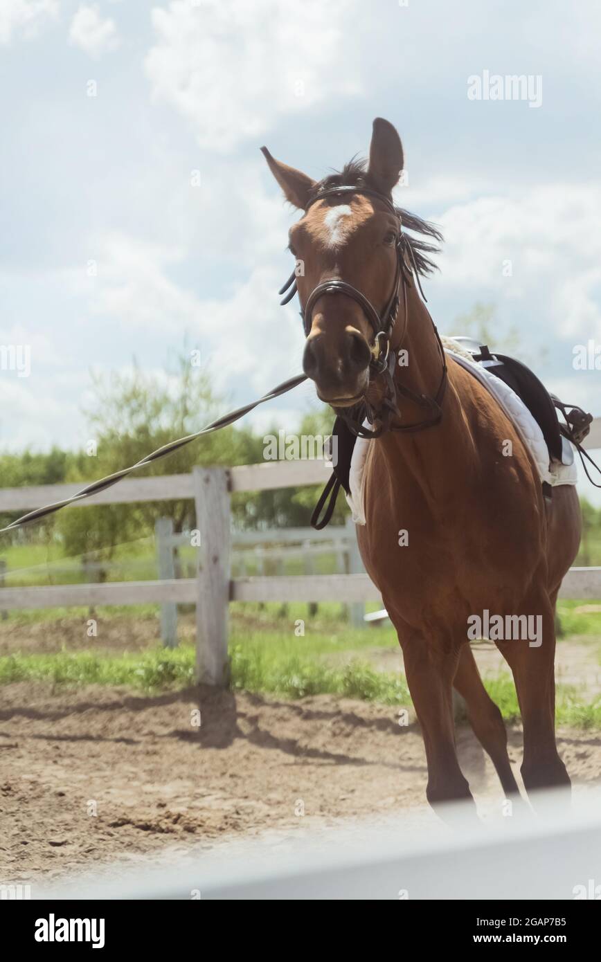 Equestrian exercises hi-res stock photography and images - Alamy