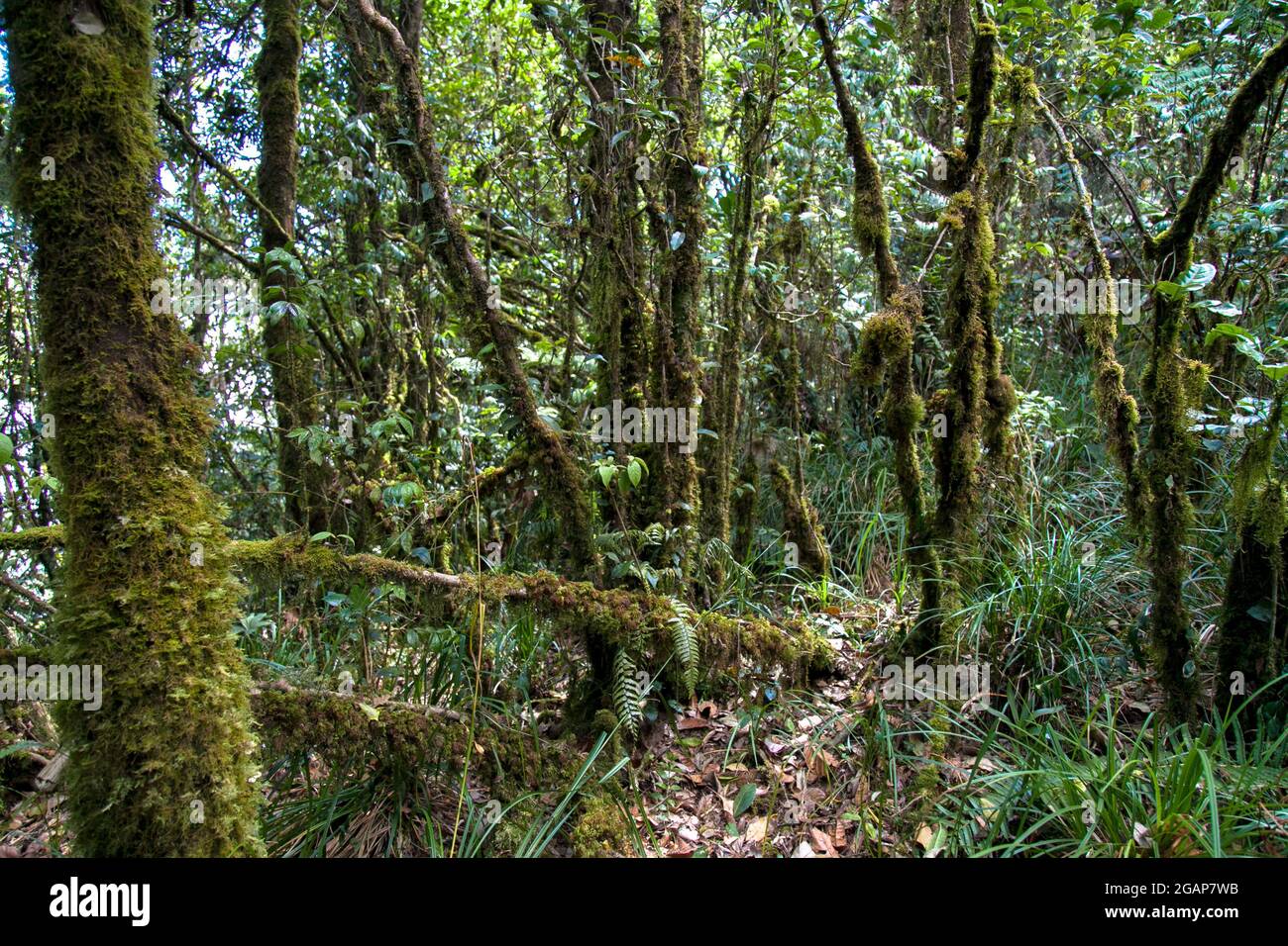 Tropical vegetation forest at West Java highland Indonesia Stock Photo ...
