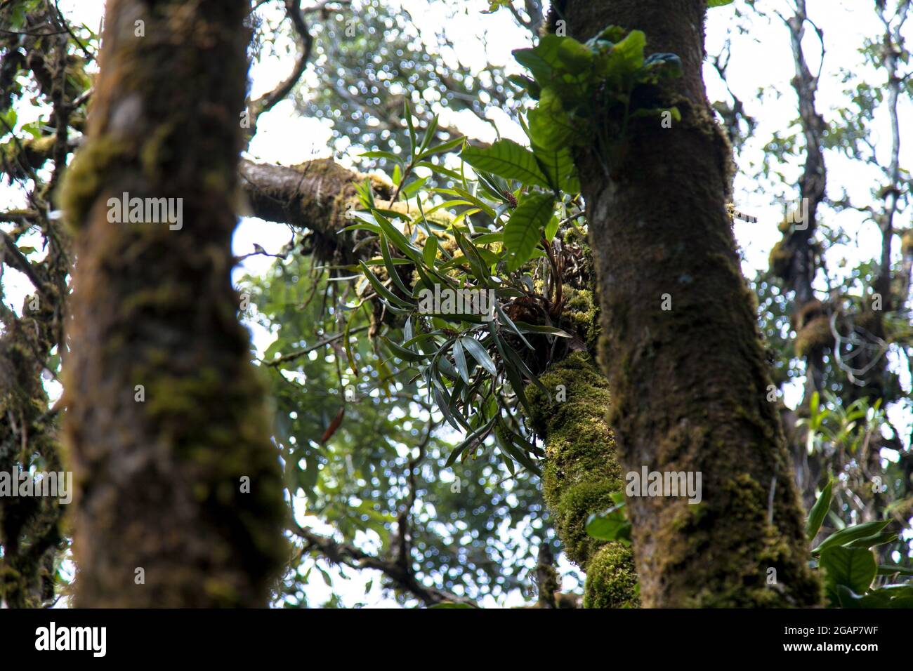 Tropical vegetation forest at West Java highland Indonesia Stock Photo ...