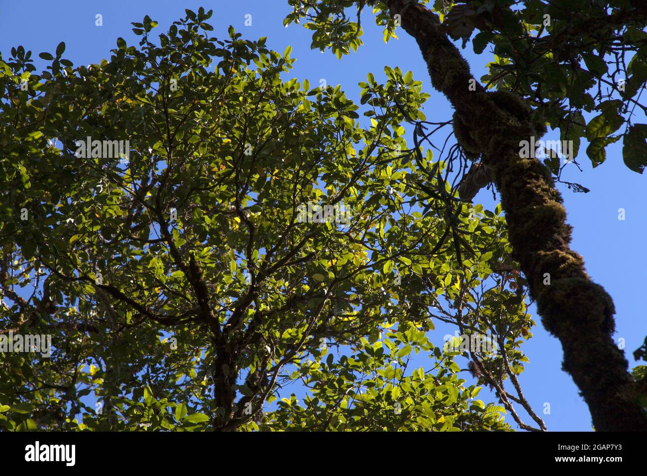Tropical vegetation forest at West Java highland Indonesia Stock Photo ...