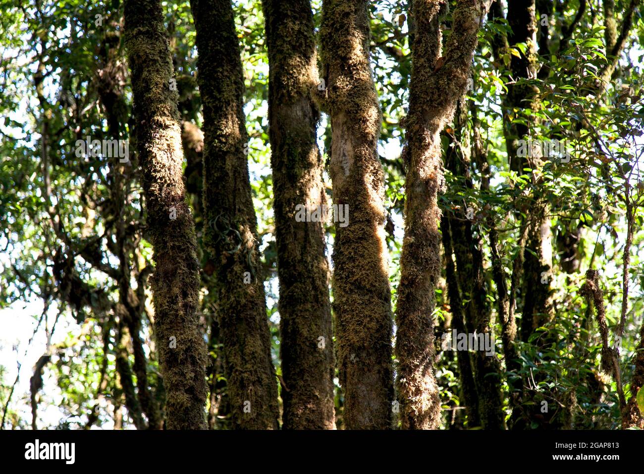 Tropical vegetation forest at West Java highland Indonesia Stock Photo ...