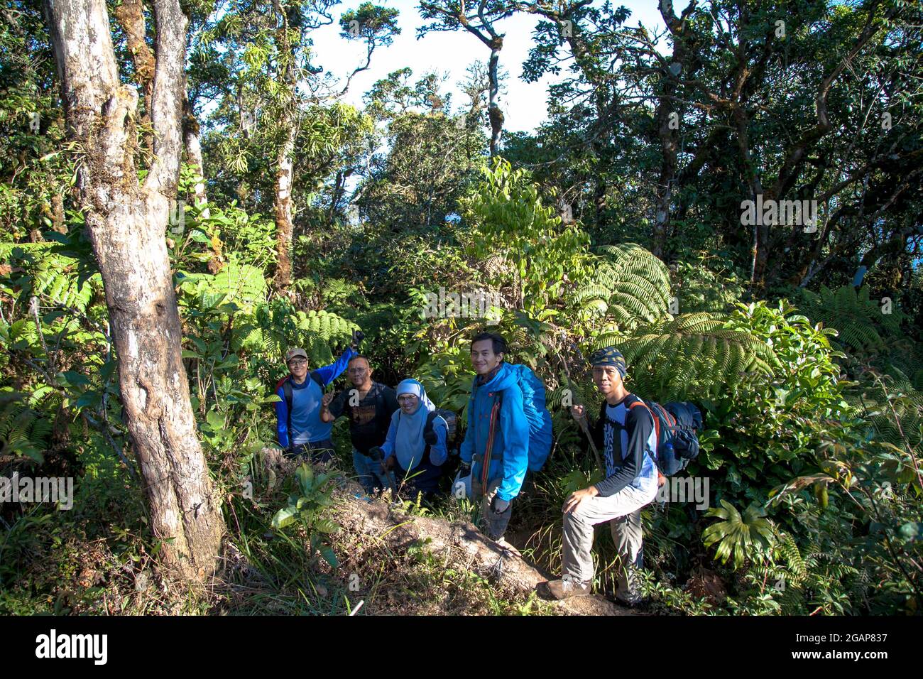 Tropical vegetation forest at West Java highland Indonesia Stock Photo ...
