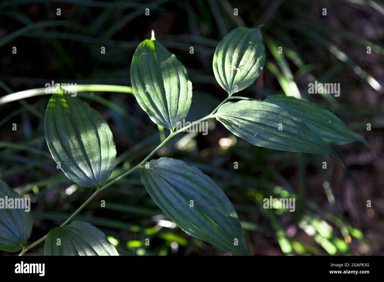 Tropical vegetation forest at West Java highland Indonesia Stock Photo ...