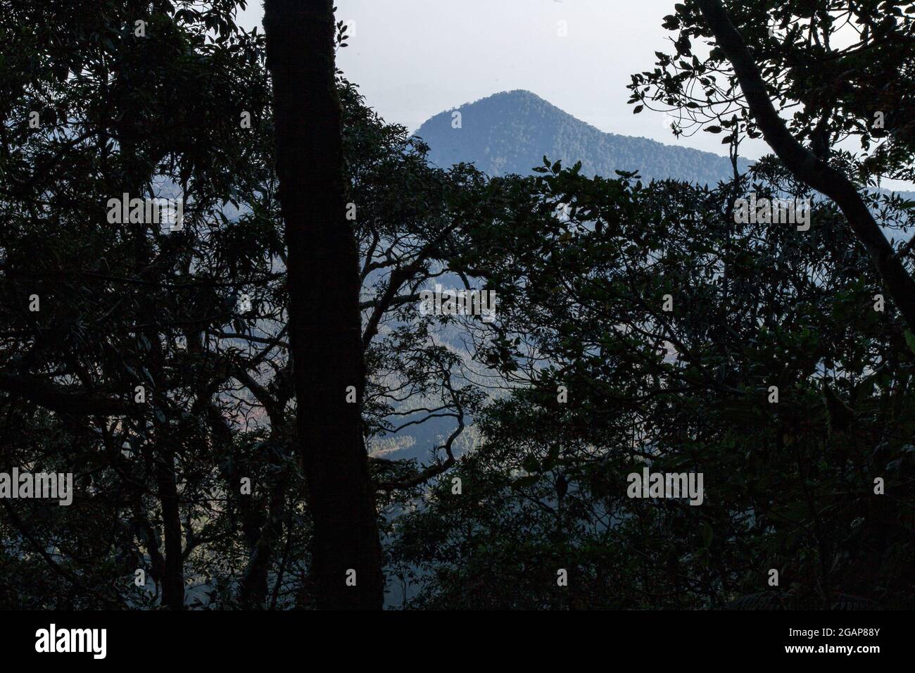 Tropical vegetation forest at West Java highland Indonesia Stock Photo ...