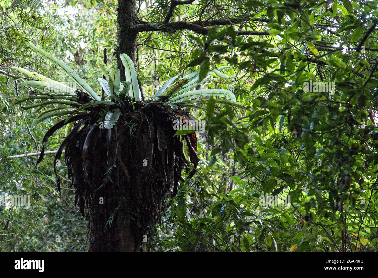 Tropical vegetation forest at West Java highland Indonesia Stock Photo ...