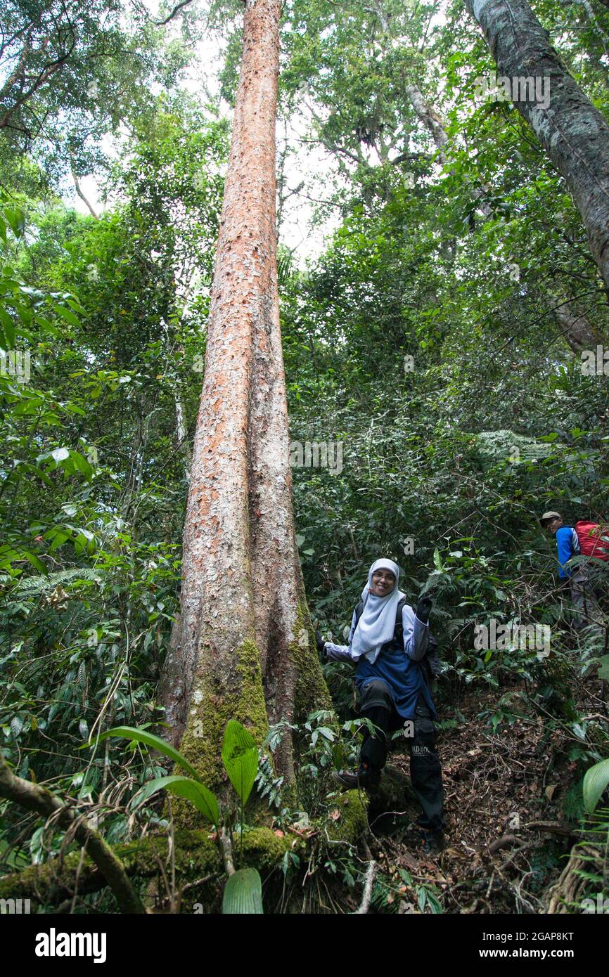 Tropical vegetation forest at West Java highland Indonesia Stock Photo ...