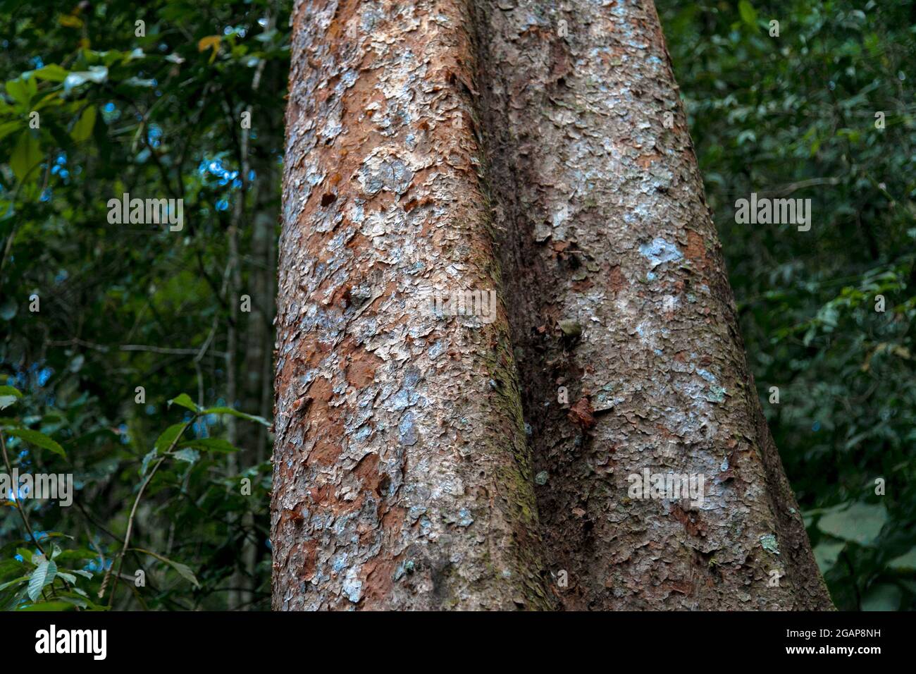 Tropical vegetation forest at West Java highland Indonesia Stock Photo ...