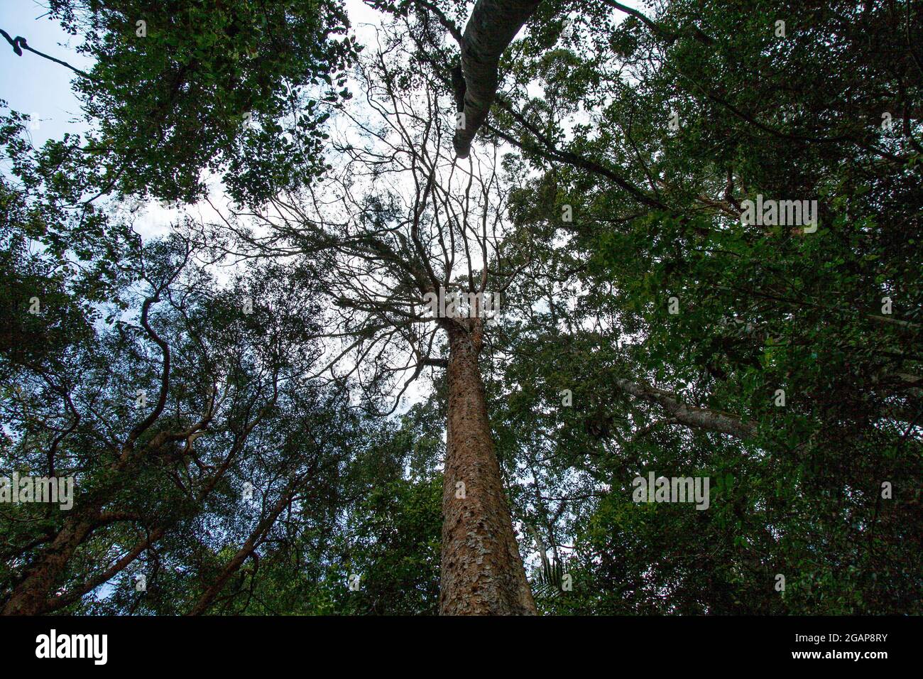 Tropical vegetation forest at West Java highland Indonesia Stock Photo ...