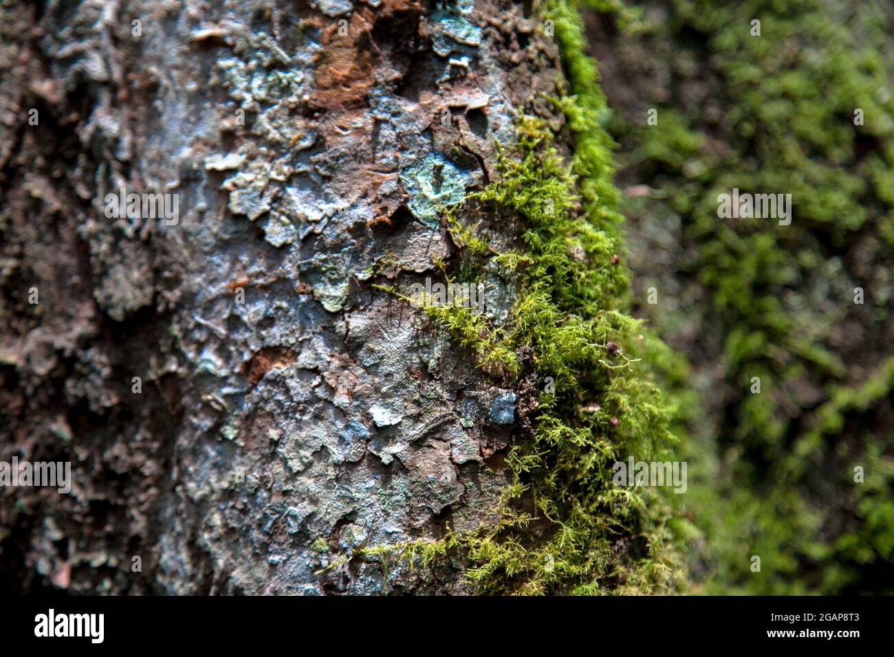 Tropical vegetation forest at West Java highland Indonesia Stock Photo ...