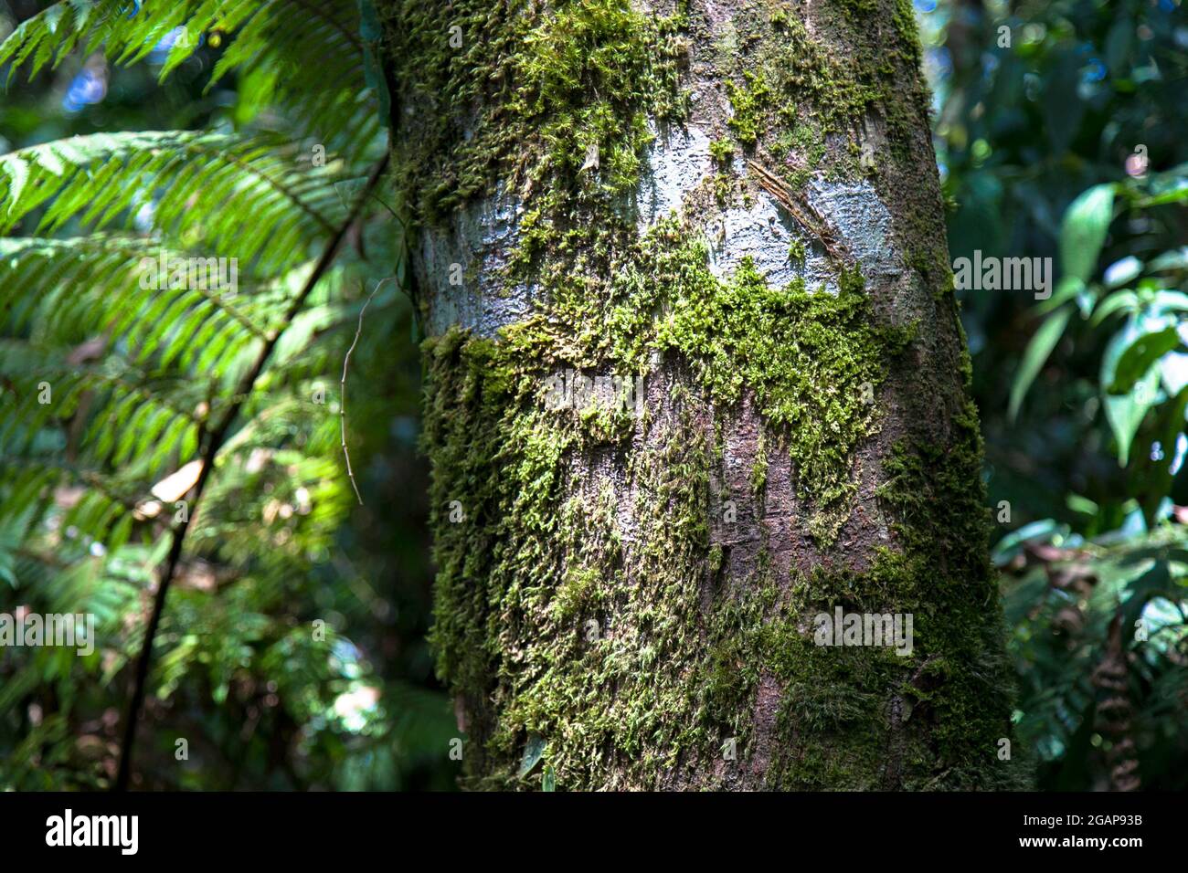Tropical vegetation forest at West Java highland Indonesia Stock Photo ...