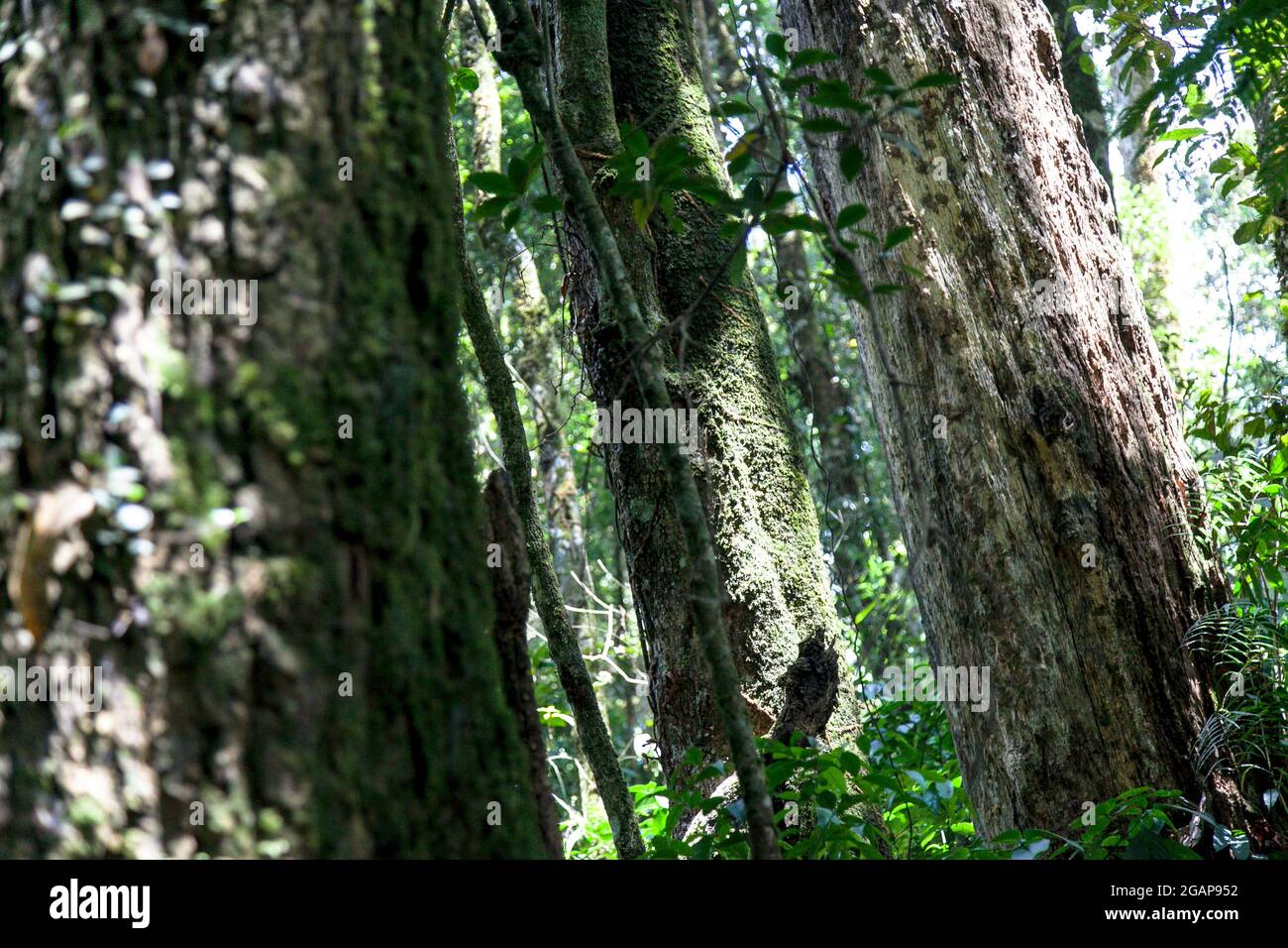 Tropical vegetation forest at West Java highland Indonesia Stock Photo ...