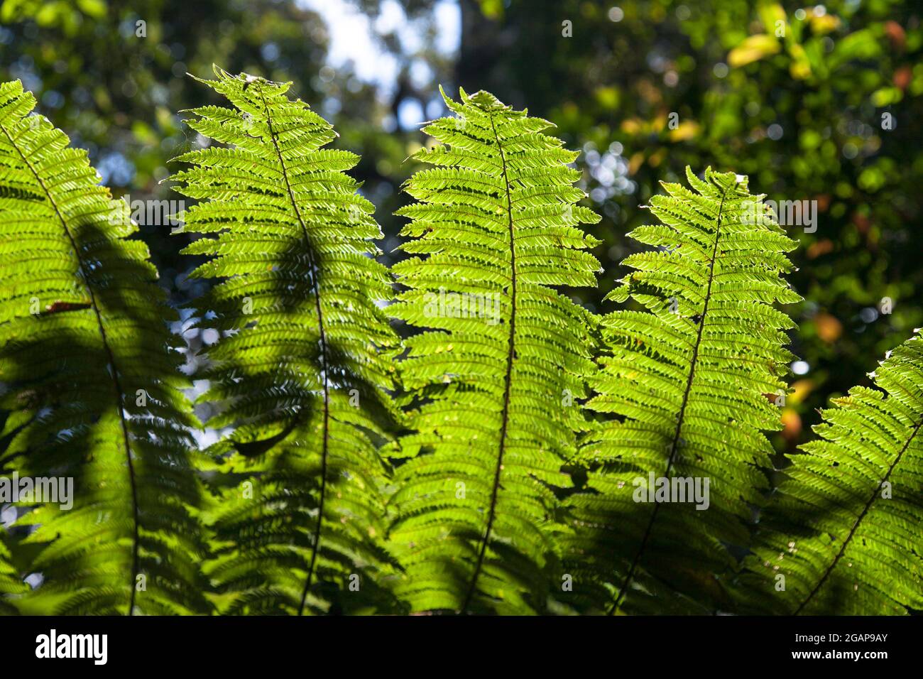 Tropical vegetation forest at West Java highland Indonesia Stock Photo ...