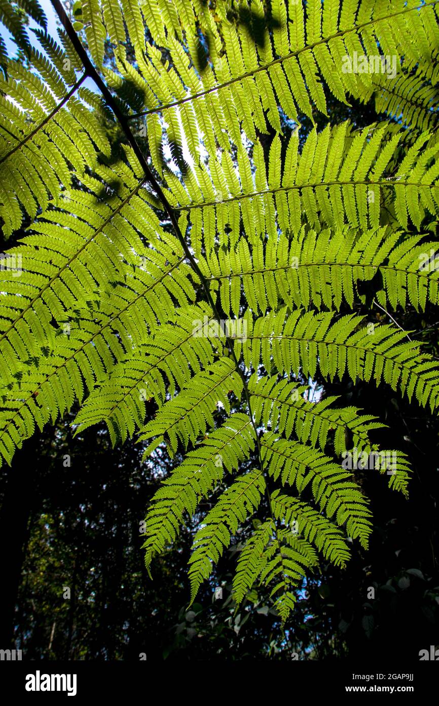 Tropical vegetation forest at West Java highland Indonesia Stock Photo ...