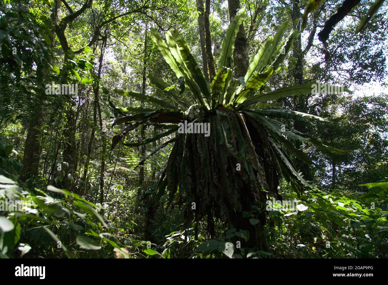 Tropical vegetation forest at West Java highland Indonesia Stock Photo ...