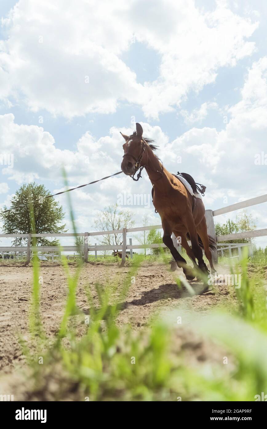 Lunging a horse hi-res stock photography and images - Alamy